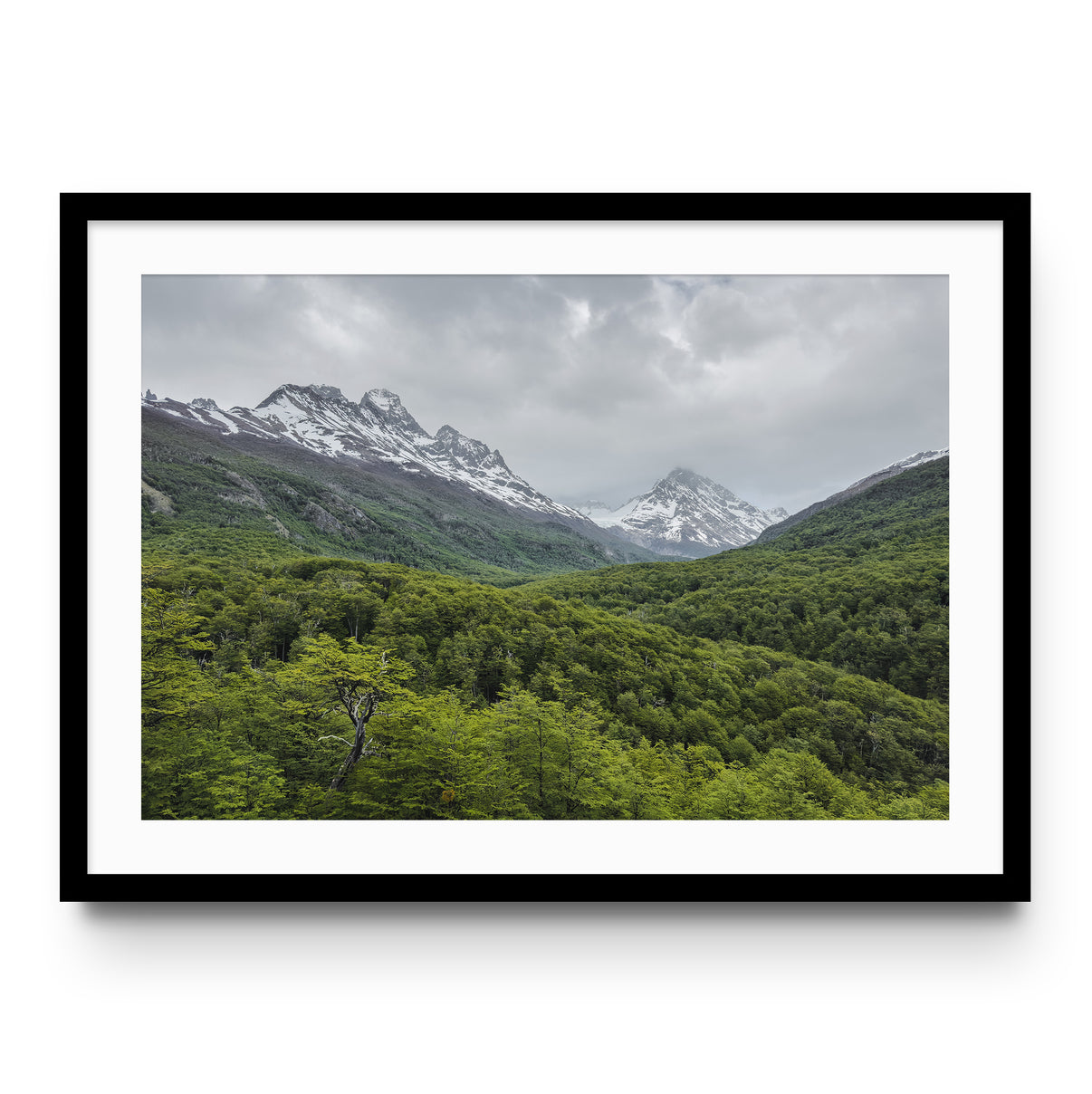 Torres del Paine Forest - Chile – Harmen Hoek Store